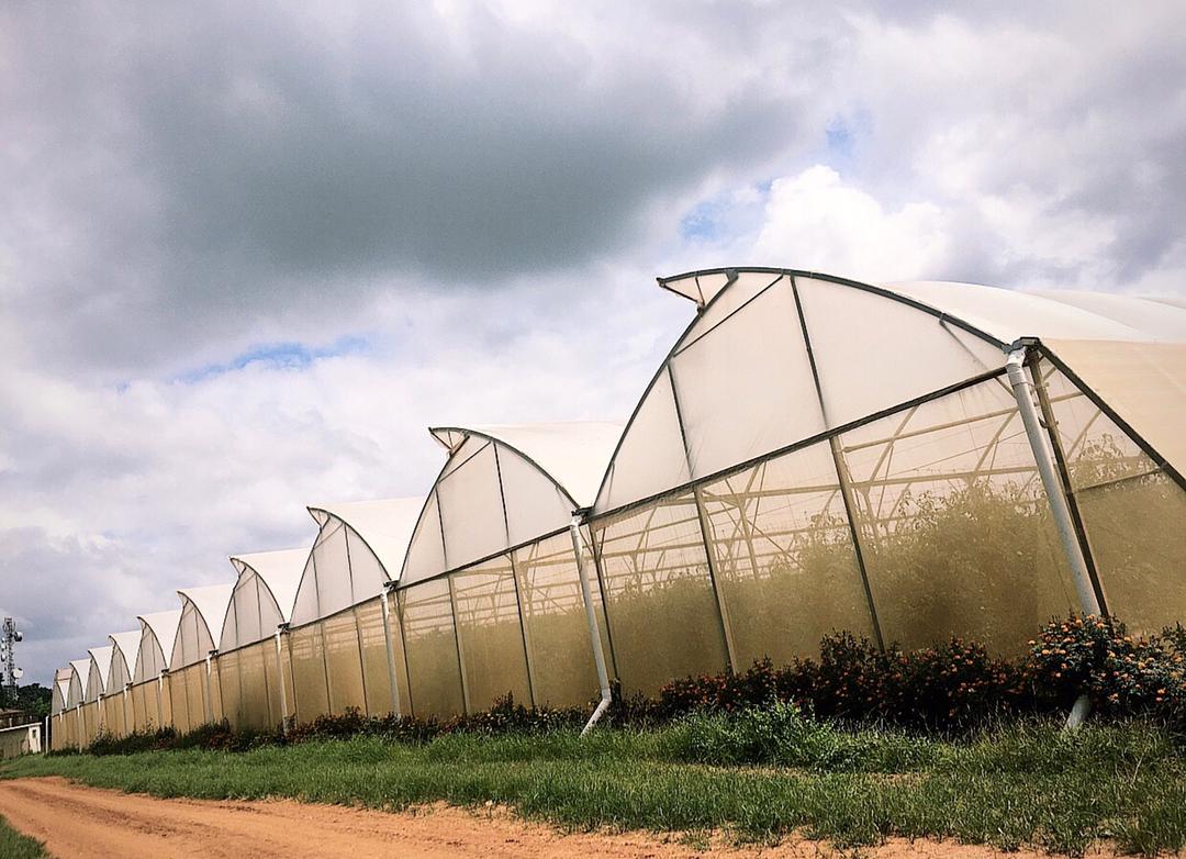 GGL Farm | Fresh Sustainable Produce from Malawi
